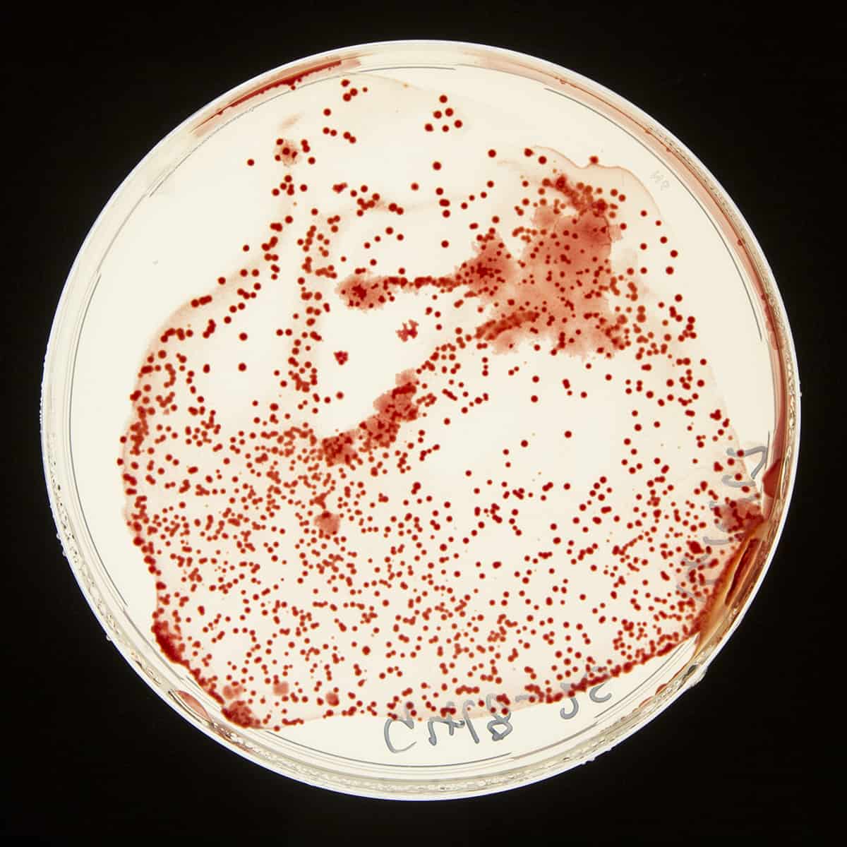 Researching bacteria for waste remediation - letsrecycle.com